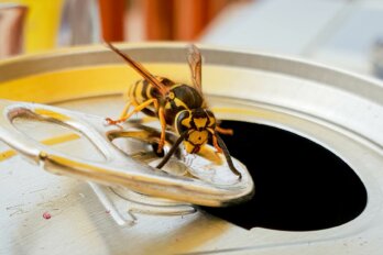 A photograph of a wasp on the top of a pop can.