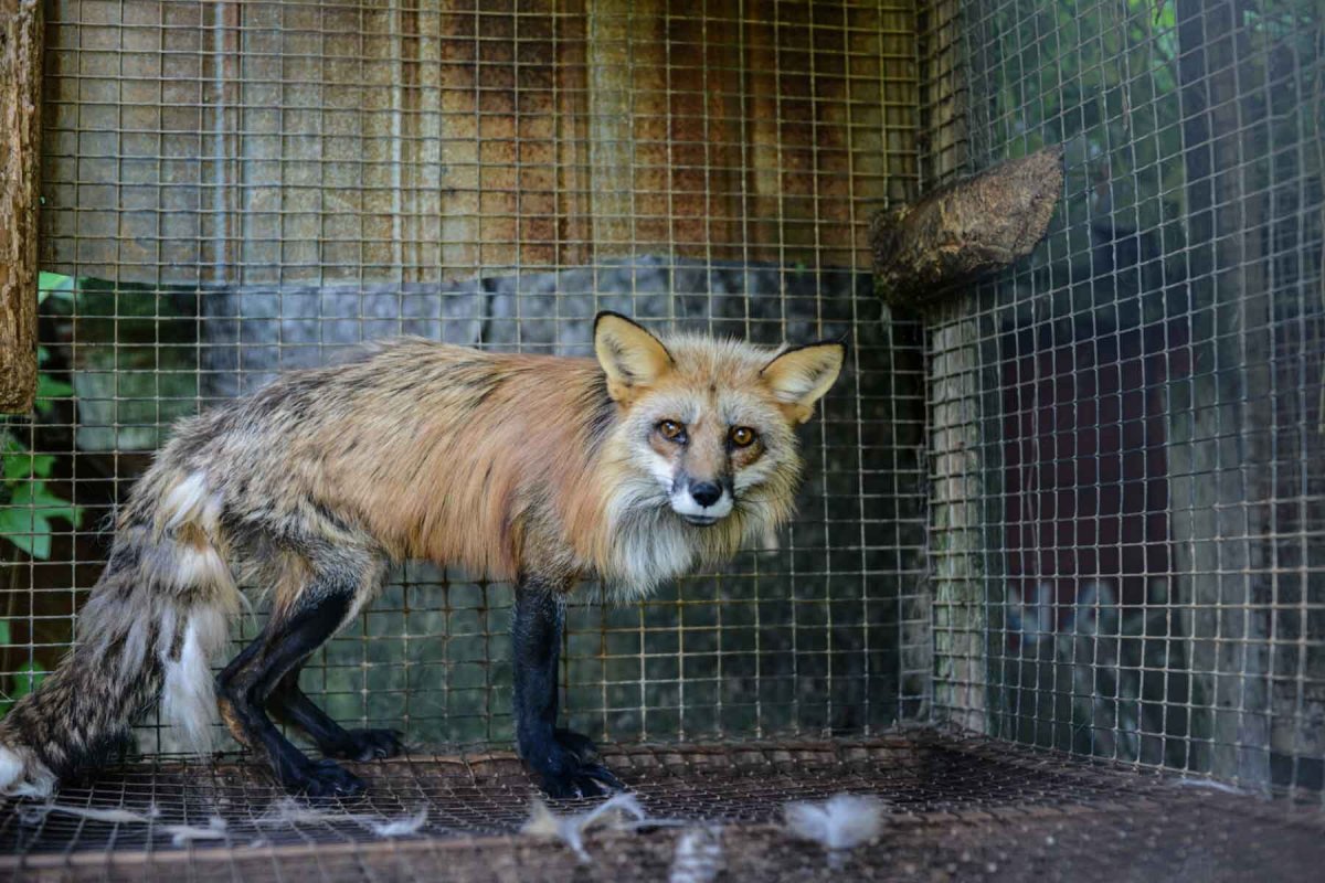 Why We Need to See Images of Animal Cruelty | The Walrus