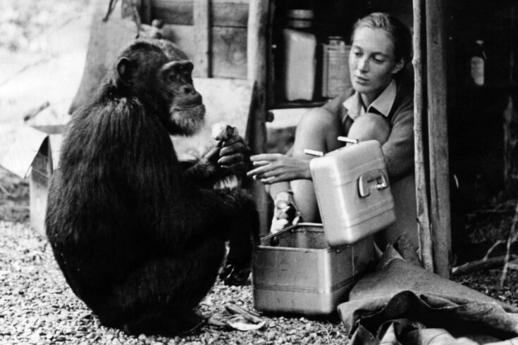 A black and white photo of primatologist Jane Goodall interacting with ...