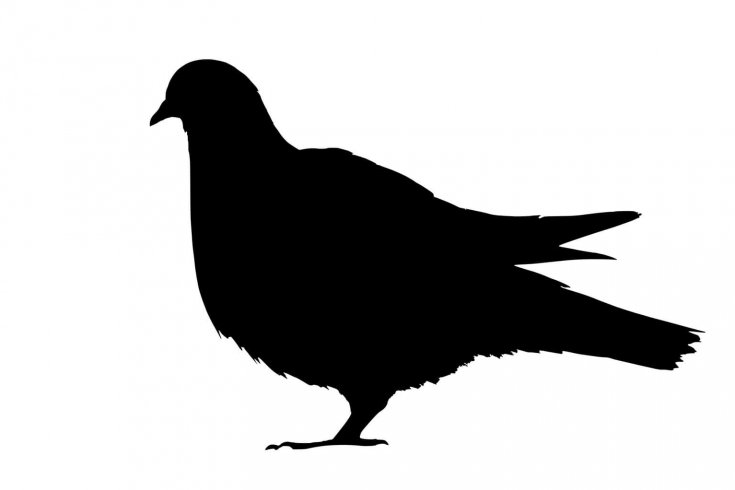 Pigeon Hole | The Walrus