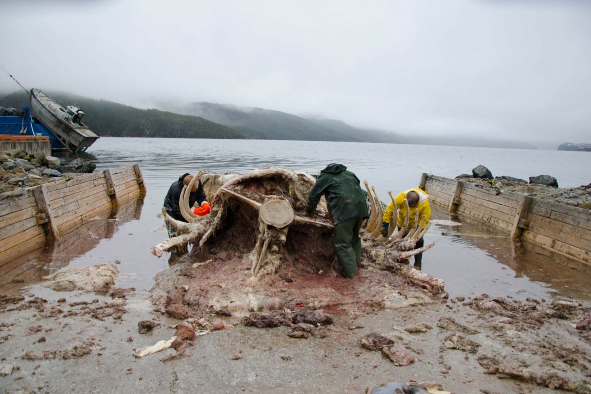 A Dead Whale and the Politics of Climate Change | The Walrus