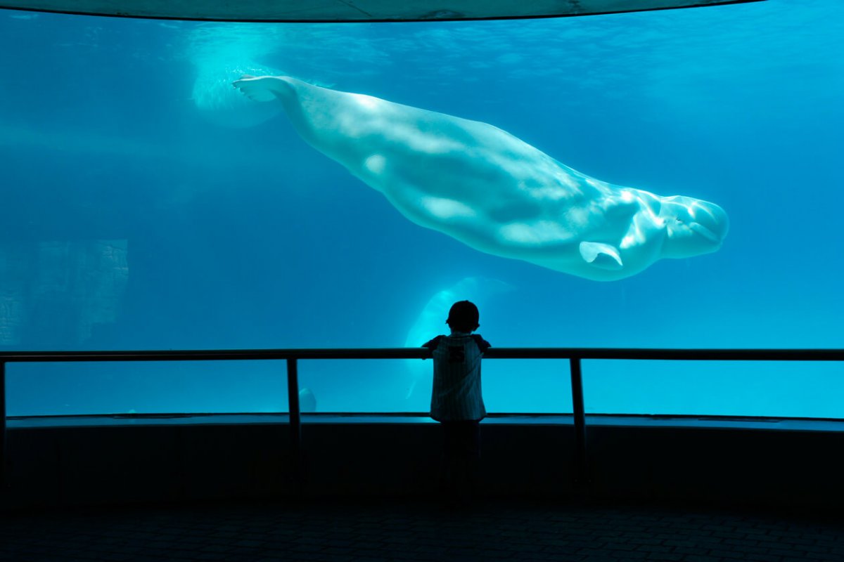 Through the Aquarium Glass | The Walrus