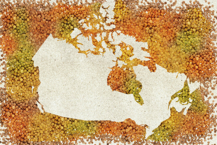Photo illustration of a map of Canada outlined by clusters of lentils ...