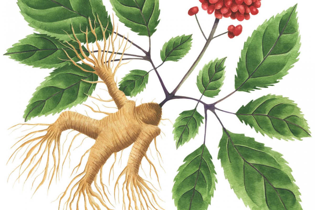 The Seedy World of Plant Poaching | The Walrus
