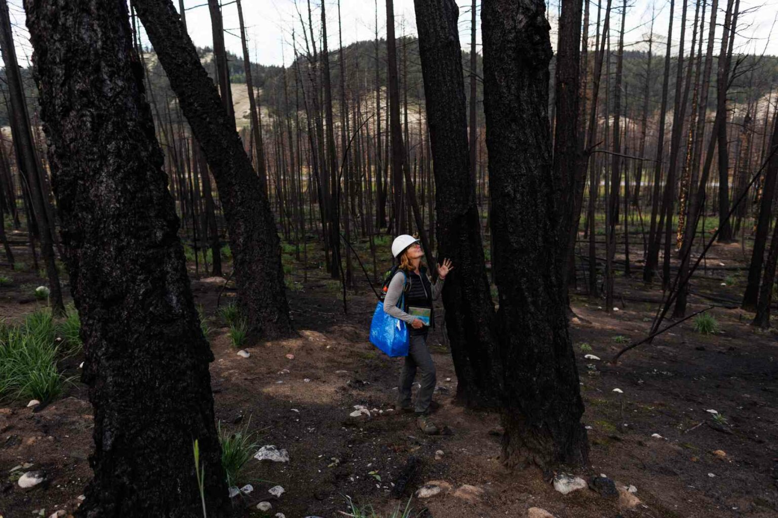 University of British Columbia professor and wildfire expert Lori ...