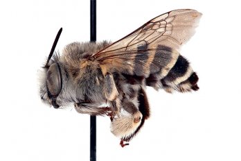 Fight of the Bumblebee | The Walrus