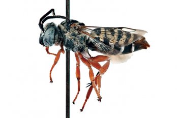 Fight of the Bumblebee | The Walrus