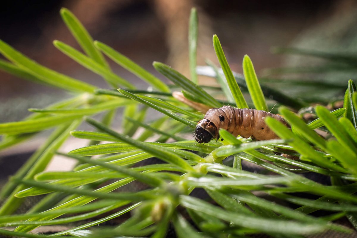 Attack of the Budworms | The Walrus